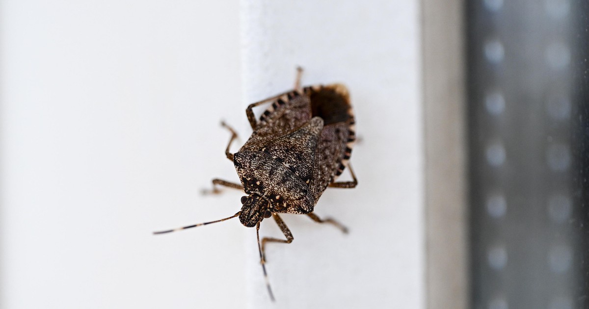 Inwazyjny robak wpycha się do domów. Pozostawia po sobie brzydki zapach ...