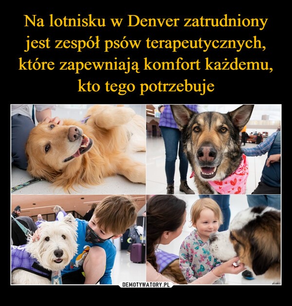 Memy na Dzień Psa. Wybraliśmy najlepsze! - Kobieta