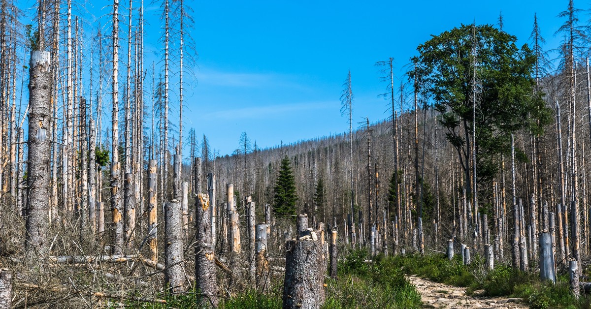 Kiedyś baśniowa kraina, dziś krajobraz apokalipsy. Prawie 70 proc ...