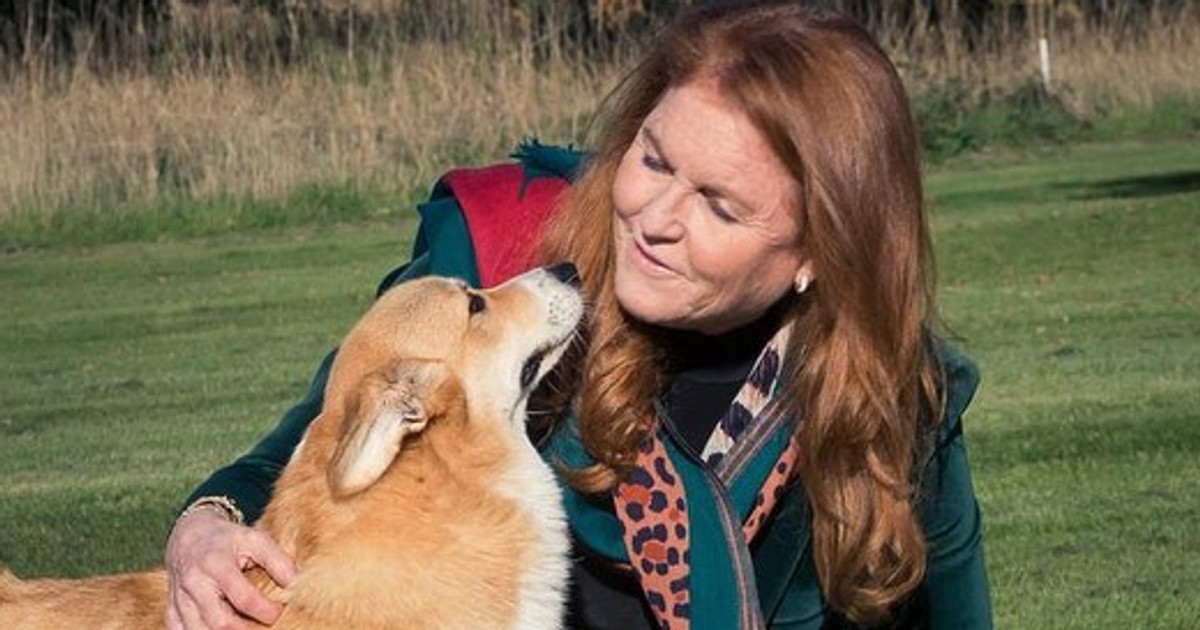 Co się dzieje z psami królowej? Sarah Ferguson pokazała poruszające ...