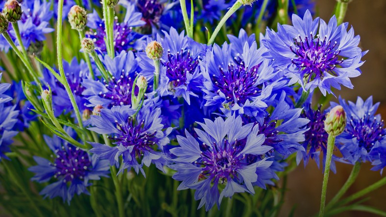 Chaber bławatek. Wykorzystanie w lecznictwie i kosmetyce - Zdrowie