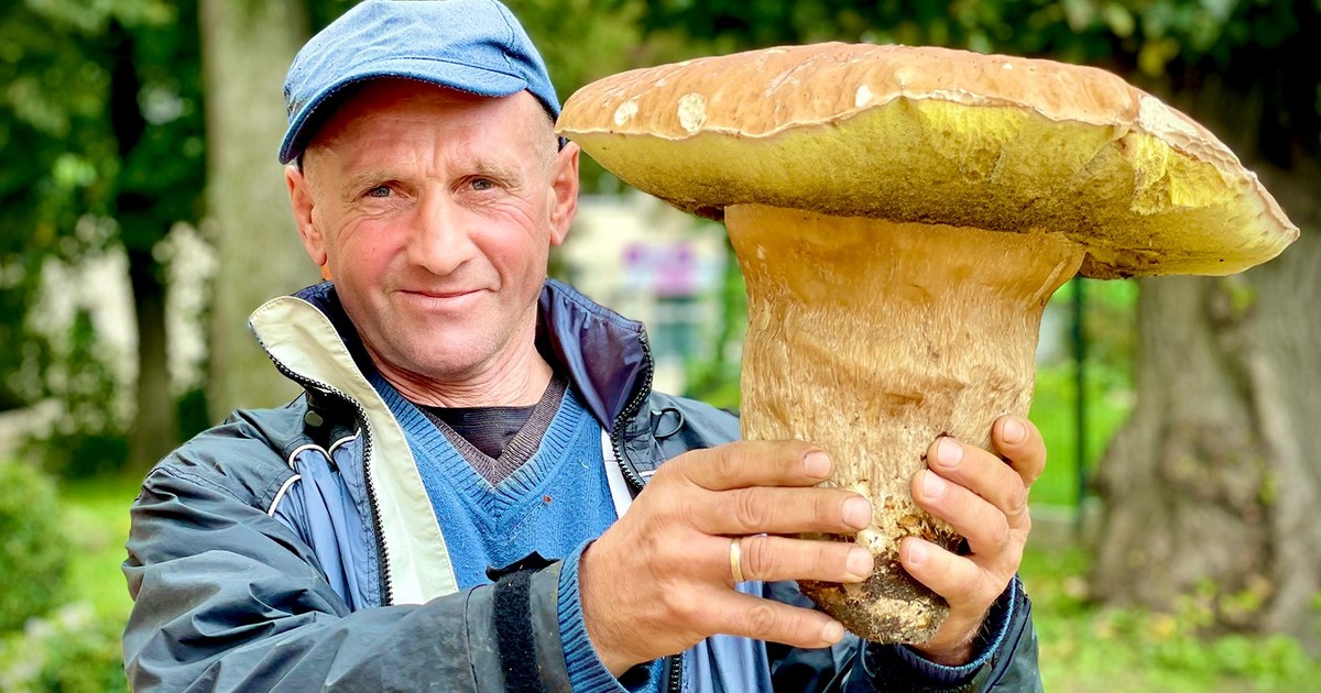Olbrzymi prawdziwek w polskim lesie. "Marzenie każdego grzybiarza ...