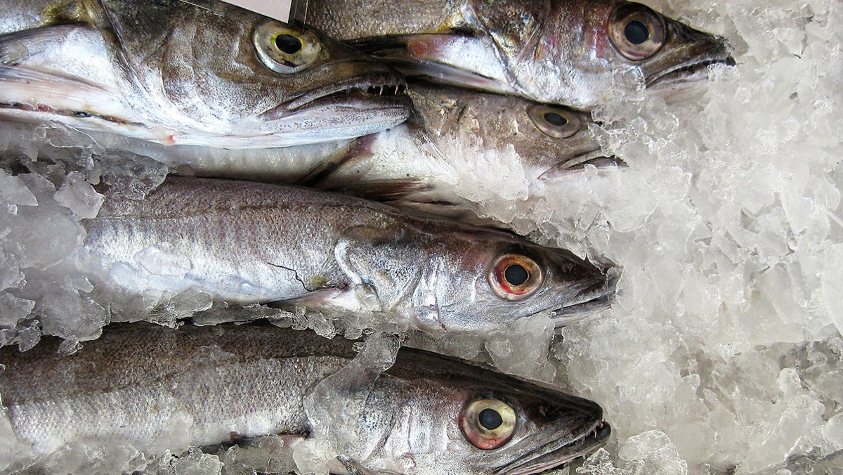 Rodziny rosyjskich zmobilizowanych dostaną mrożone ryby - Wiadomości