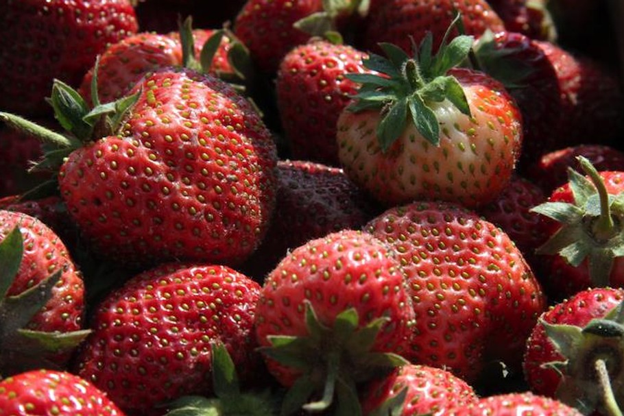 Nea Manolada plantacje truskawek w Grecji strzelanina Grecja - Świat ...