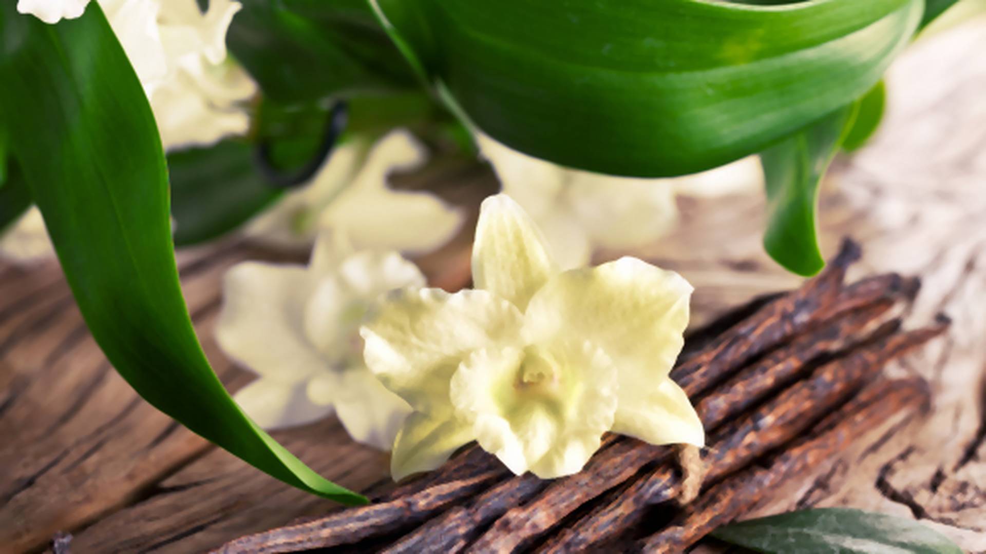 Wanilia - właściwości i zastosowanie | Ofeminin