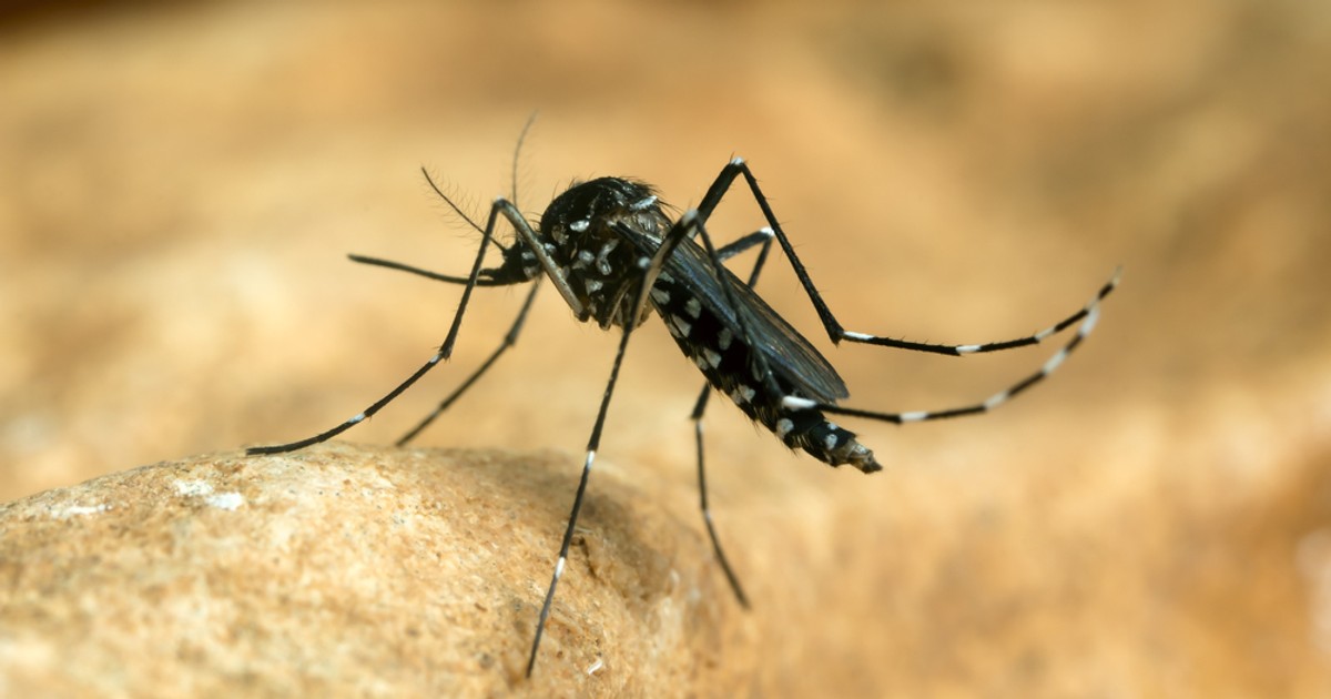 Komar tygrysi w Europie. Gdzie występuje? Mógłby przeżyć w Polsce?