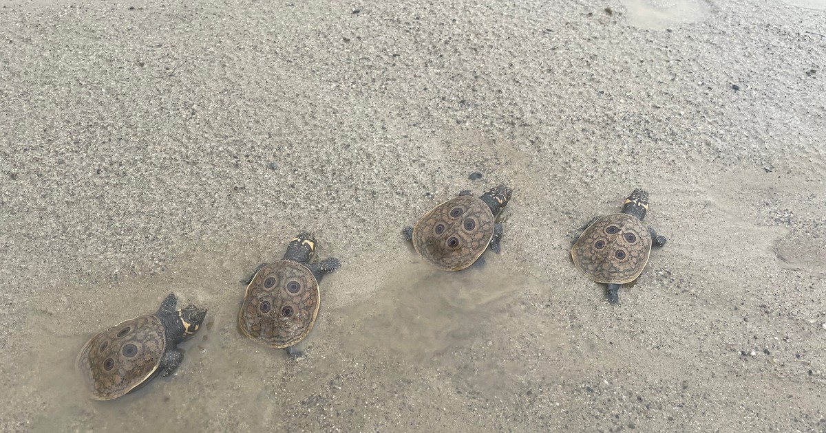 First ever video captures the adorable birth of critically endangered ...