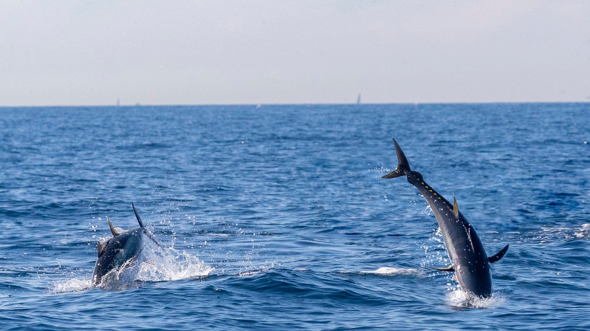 Iz Jadrana je izvučena ogromna lignja, teška čak 8,2 kilograma - Blic