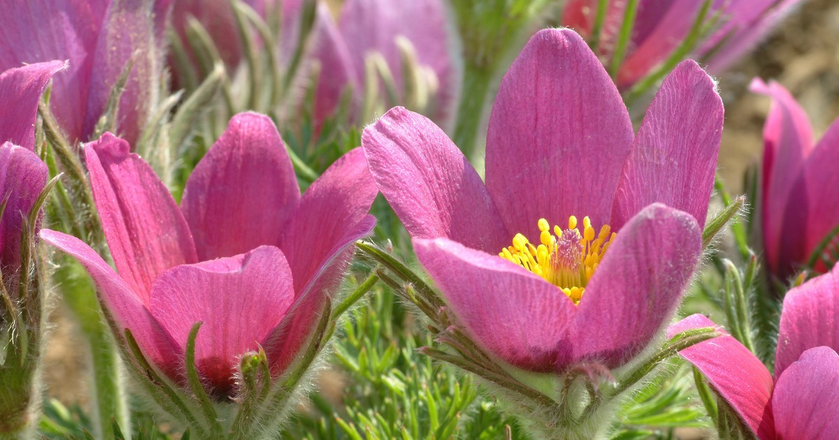 Sasanka - co to za roślina? Pielęgnacja, uprawa z sadzonek i nasion - Dom