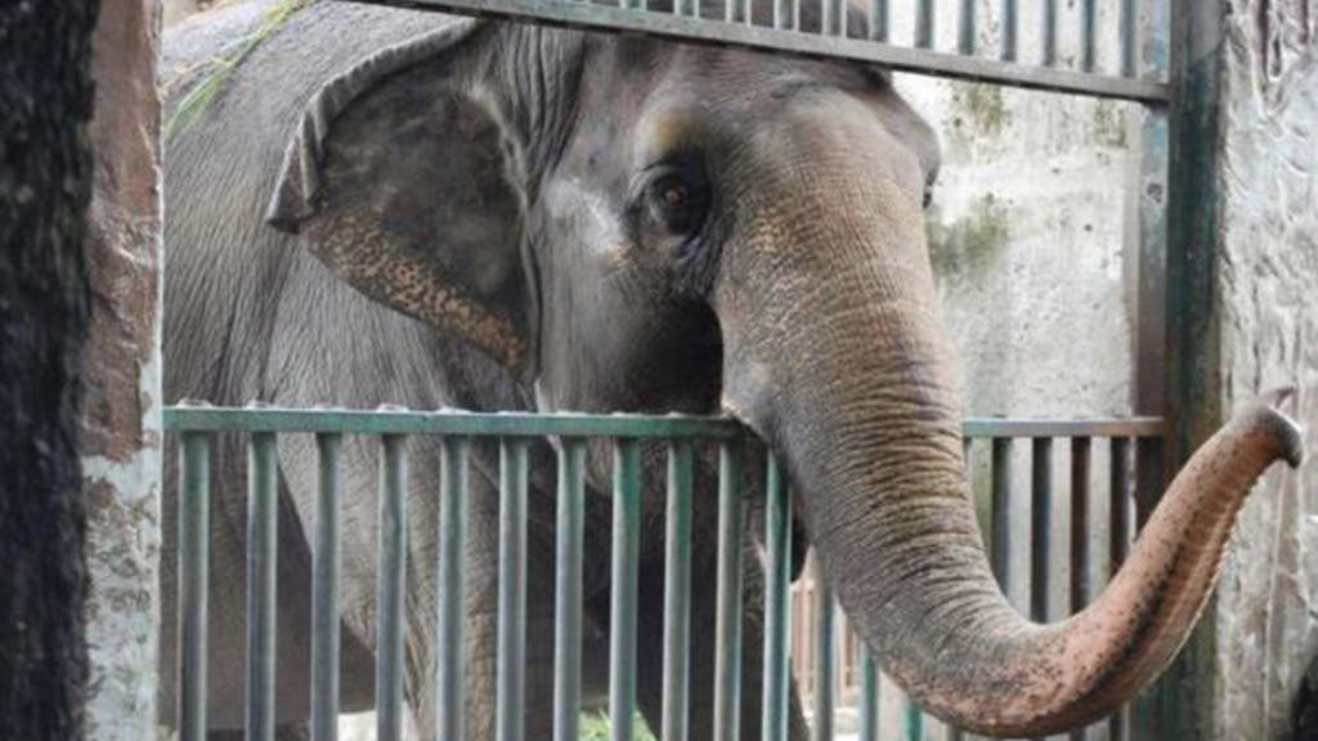 Zomrel najsmutnejší slon na svete: 30 rokov žil sám vo výbehu, v ...