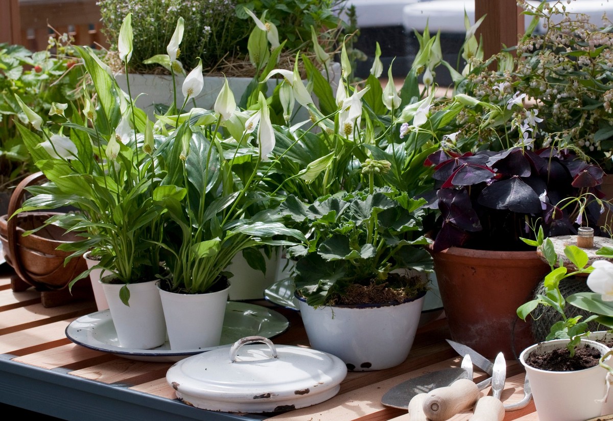 Sobne biljke koje prečišćavaju vazduh - ovih 7 su najbolje! - Žena.rs