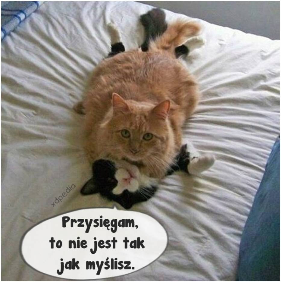 Dzień Kota 2020. Przedstawiamy najlepszy i najśmieszniejsze memy o ...