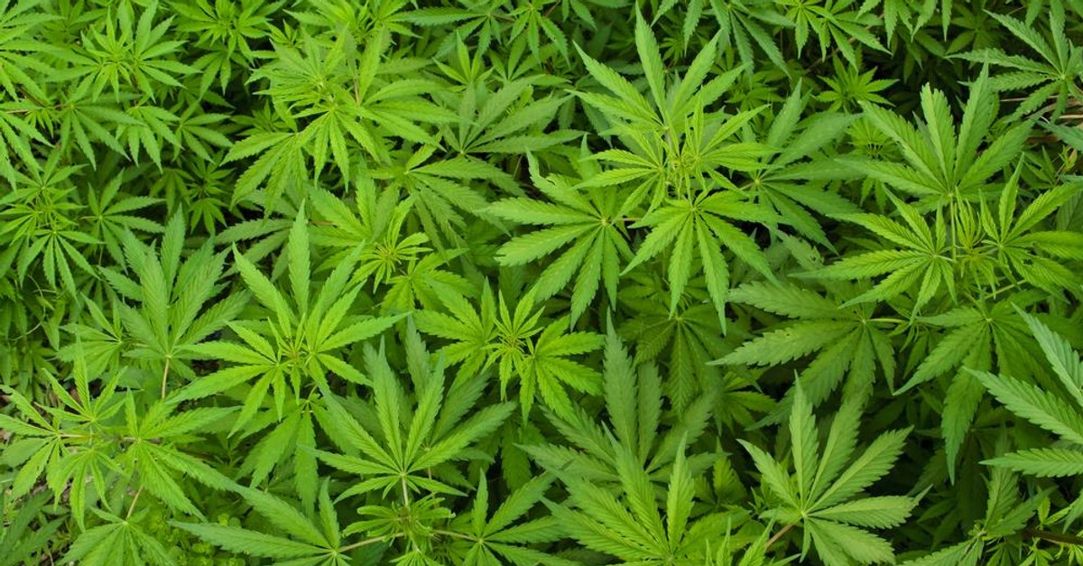 Jak działa marihuana