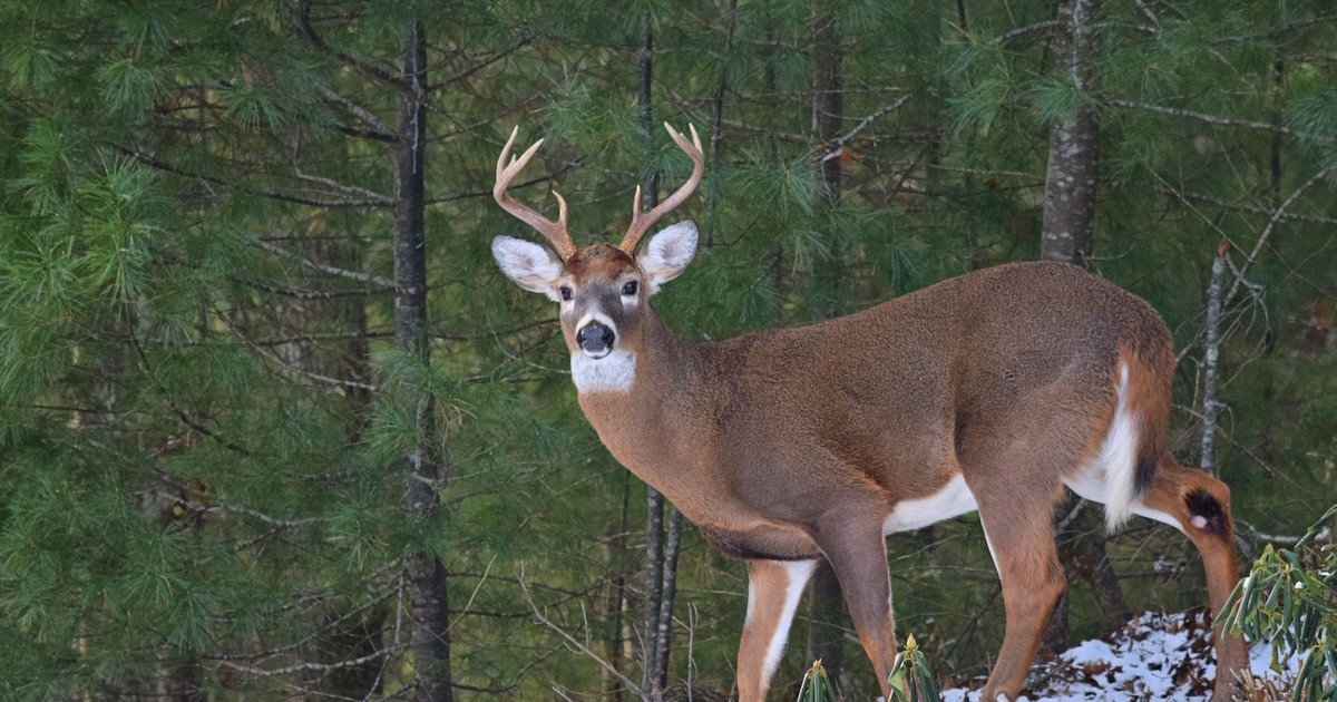 'Zombie deer disease' has now hit 24 US states. You could be eating ...