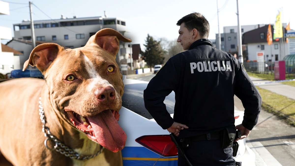 Muškarac puškom ubio psa koji mu je ušetao u dvorište: Policija ga odmah uhapsila - Blic