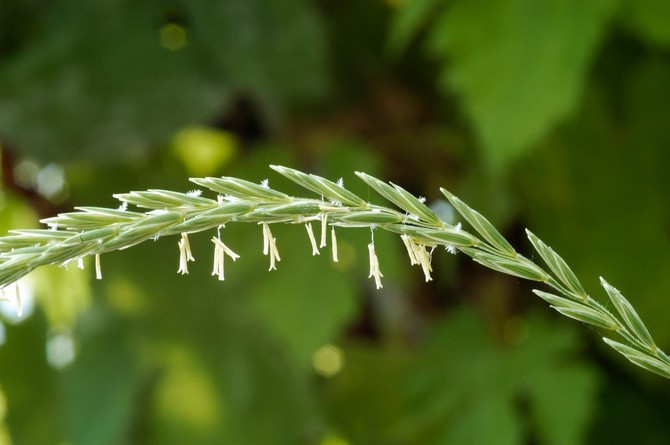 Pirevina: Lek za giht i reumu, a pomaže i kod lakših oblika dijabetesa ...