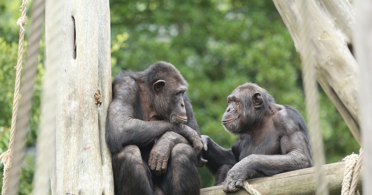 Apes can remember friends they haven't seen for over 25 years, a new ...