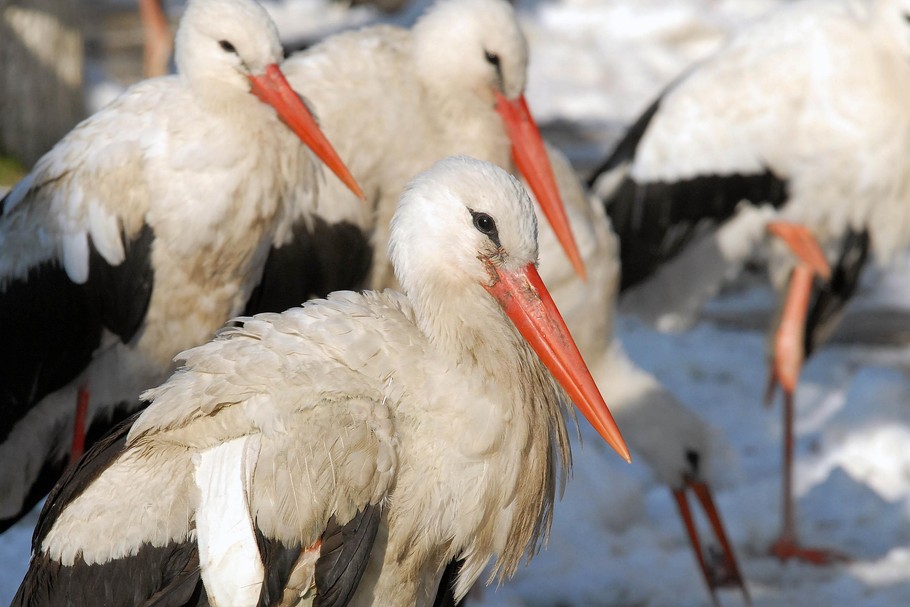 Gdzie bociany zimują w Polsce - Polska - Newsweek.pl