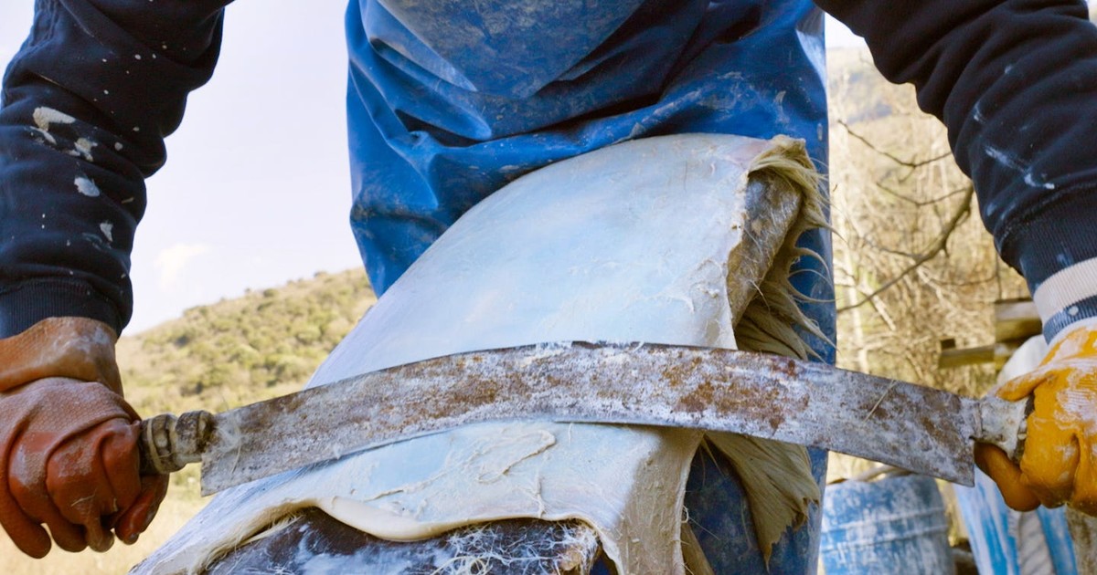 Meet the artisan reviving the 2,000-year-old art of parchment-making in ...