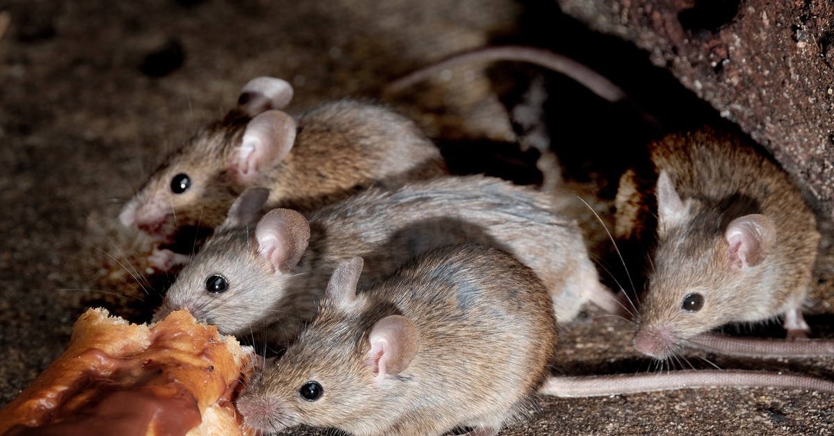 Omikron powstał w myszach? Zaskakująca hipoteza chińskich naukowców ...