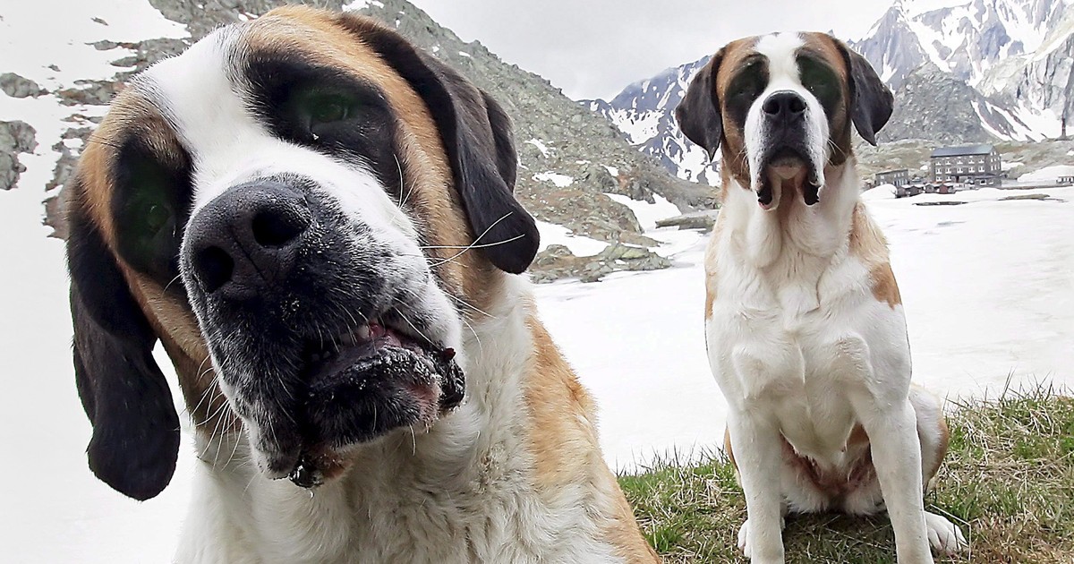 Bernardyny znów na szlaku - Wiadomości