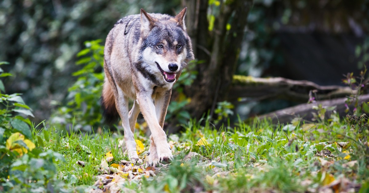 Dolnośląskie. Mieszkańcy Błażkowa żyją w strachu. Wilk zagryzł psa