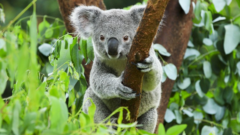 Koala dostaje szału po tym, jak kolega strąca go z drzewa - Podróże