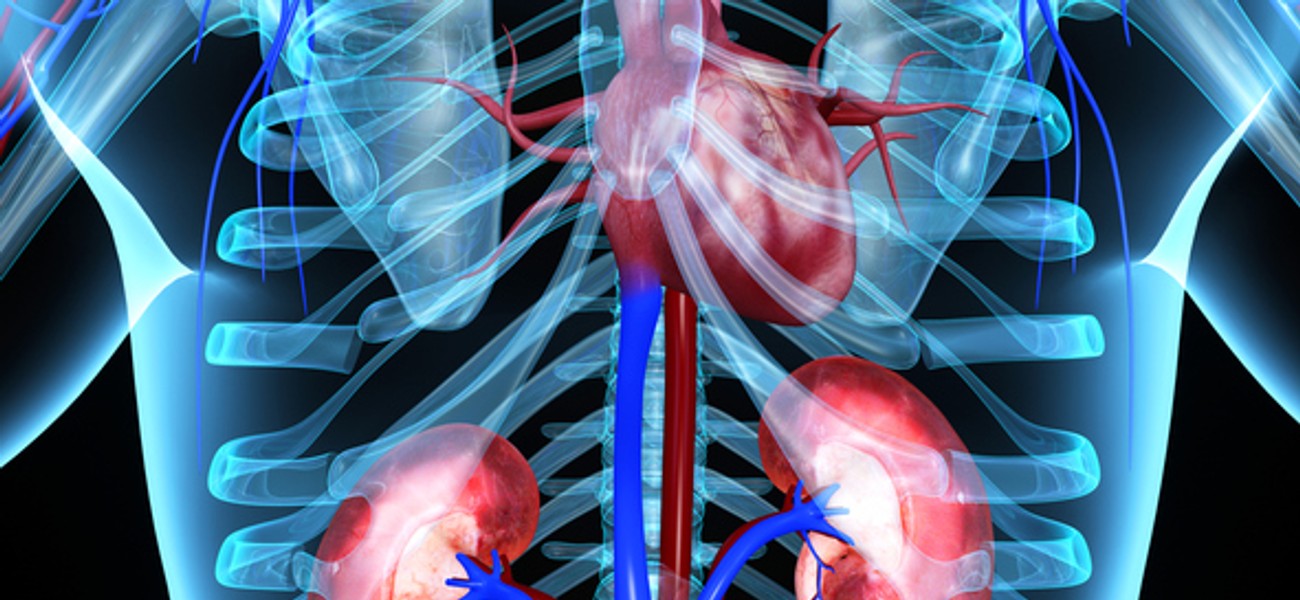 Nadnercza - hormony, budowa, działanie