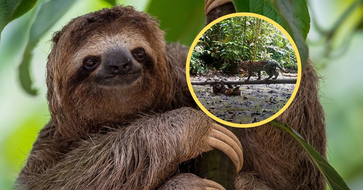 Leniwiec kontra drapieżny kot w rzadkim nagraniu. Walka w środku ...