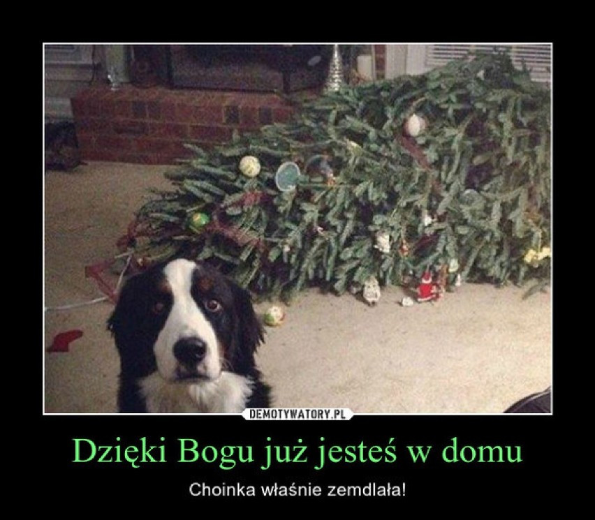 Memy o świętach. Te o rodzinnych spotkaniach najzabawniejsze - Kobieta