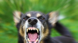 Wścieklizna u ludzi i zwierząt - objawy, leczenie