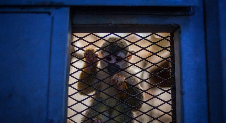 You can buy an endangered monkey on Facebook in 20 minutes | Business ...