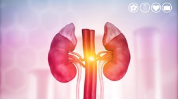 Nadnercza - charakterystyka, budowa, funkcje i choroby [WYJAŚNIAMY]