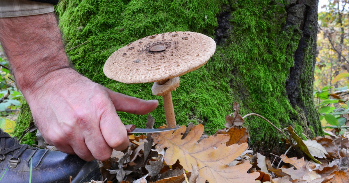 Kania - jakie grzyby są podobne? Trujące gatunki, z którymi jest mylona