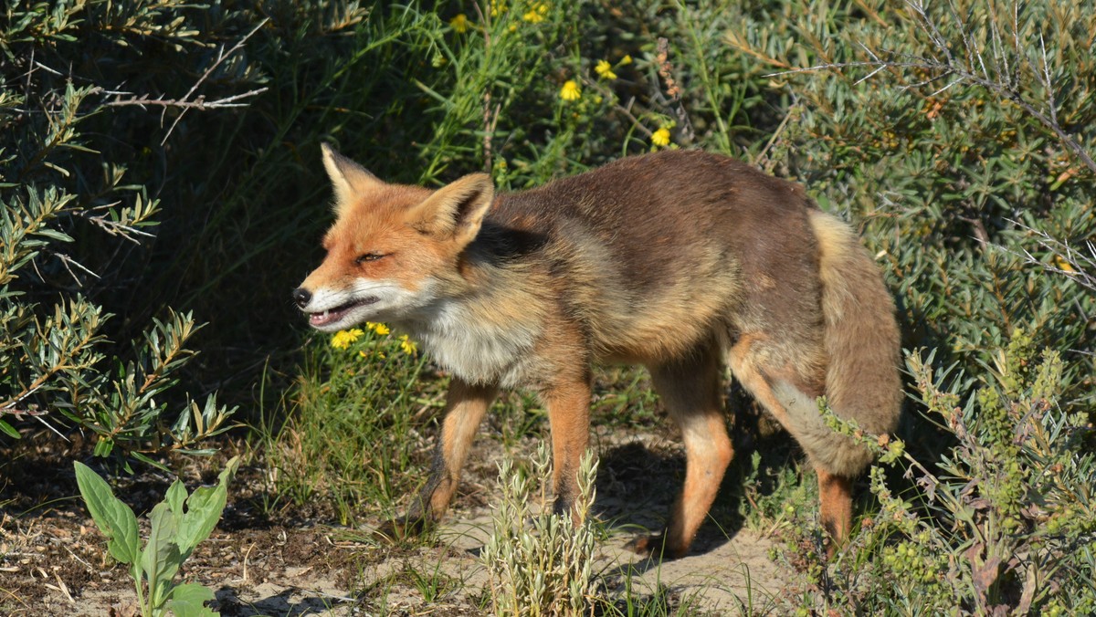 Turyści karmili lisa. Nagle zaatakował dziewczynkę - Podróże