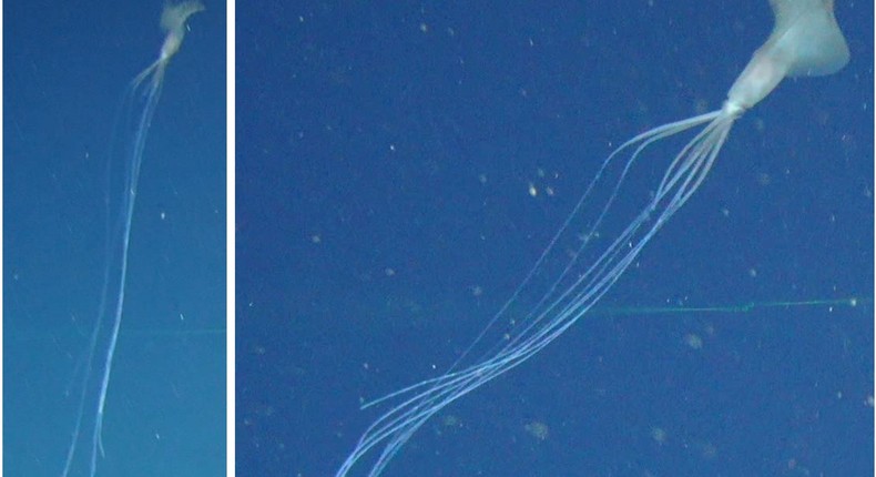 Scientists captured video of a rare squid with tentacles as long as a human | Business Insider ...