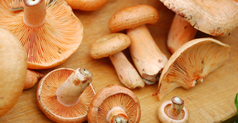 Rydz — wartości odżywcze, kaloryczność, wpływ na zdrowie