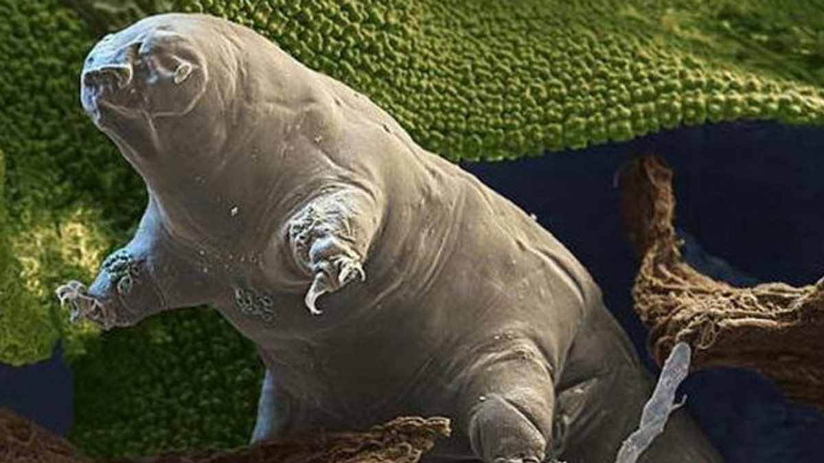 "Vodeni medved" - jedino biće koje može da opstane u otvorenom svemiru ...