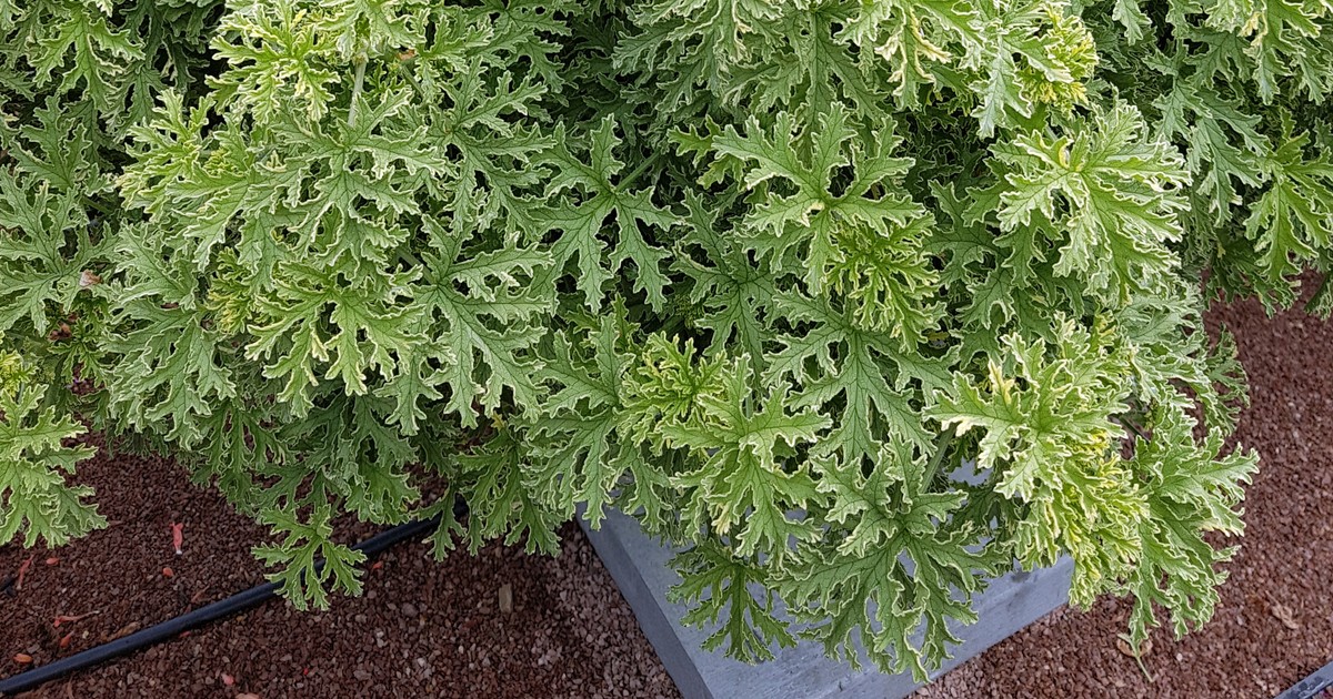Na co pomaga anginka? Geranium działa cuda przy tych dolegliwościach