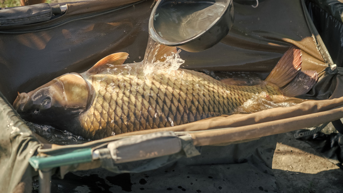 Rekord pobity: niemal 32-kilogramowy karp złowiony przez kobietę - Facet