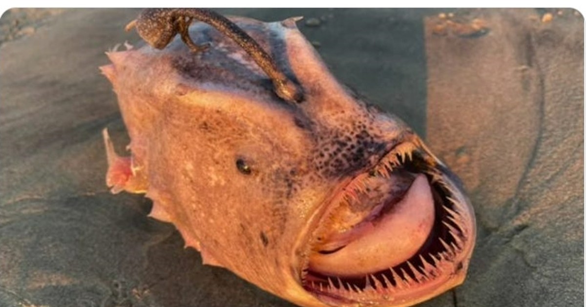 Ryba głębinowa futbolistka pojawiła się na plaży w San Diego