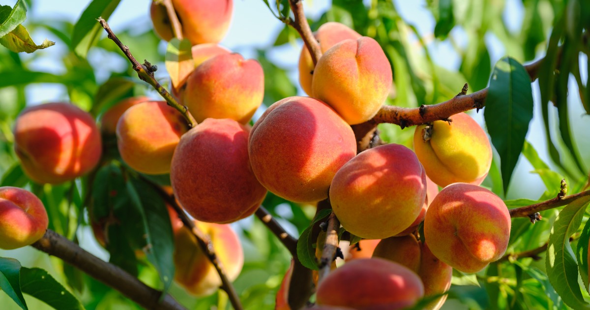 Jak chronić brzoskwinie przed chorobami? To ostatnia chwila na oprysk - Zielony Onet