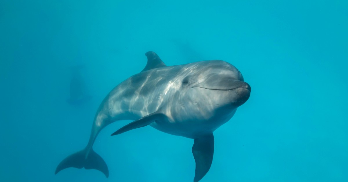 Tajemnicze stworzenia w Bałtyku. Są podobne do delfinów, ale mniej ...