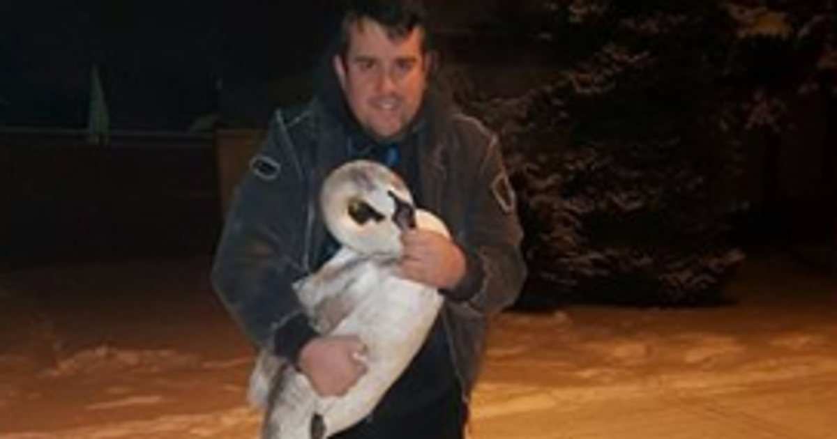 SPASENA I BEBA LABUDA Slikar udomio ptića koji se smrzavao u dorćolskoj ...