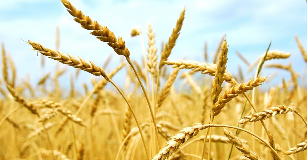 Czym jest rolnictwo ekologiczne? Ekspert tłumaczy - Dziennik.pl