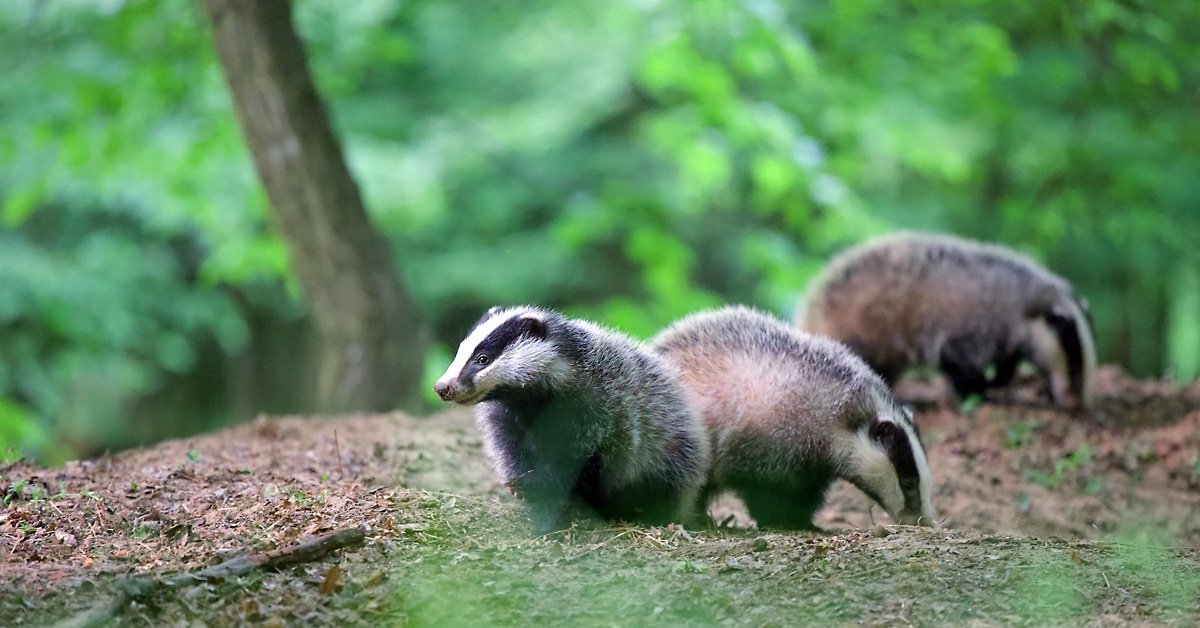 Borsuki jak ludzie. Rodzinne życie i imponujące podziemne pałace - Styl ...