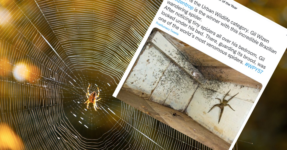 Gil Wizen: zdjęcie pająka dostało Wildlife Photographer of the Year ...