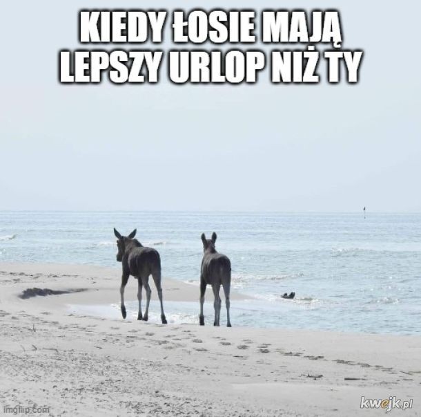Najlepsze memy o urlopie. Rozbawią cię do łez! - Kobieta