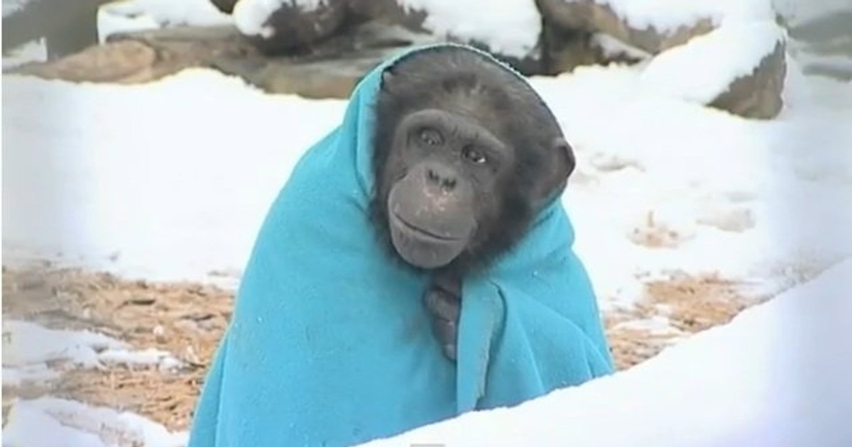 Šimpanza izlazi na sneg samo sa ćebetom i šoljom tolog čaja - Blic