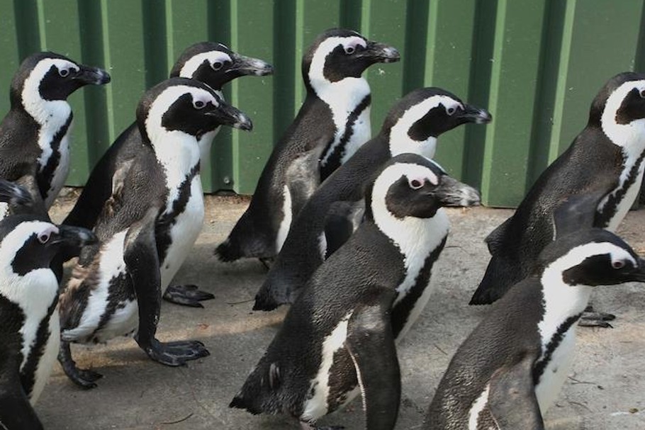 Afryka pingwiny gatunki pingwinów pingwiny afrykańskie fauna - Newsweek.pl